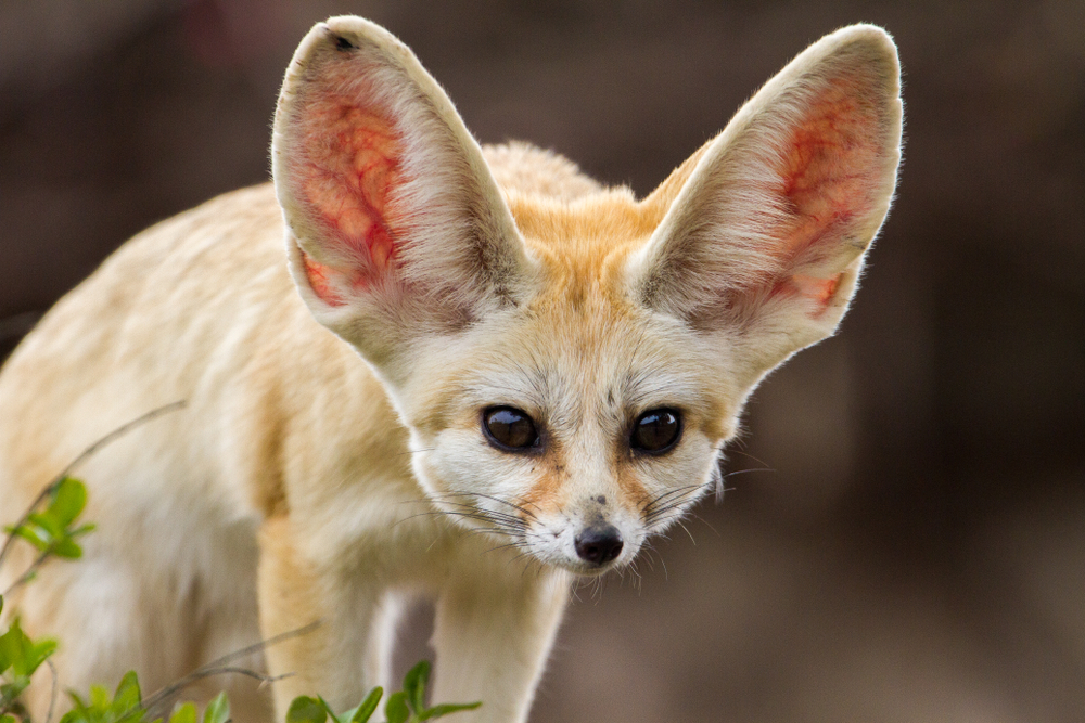 7 Of The Most Unusual Pets Ever 7 Of The Most Unusual Pets Ever
