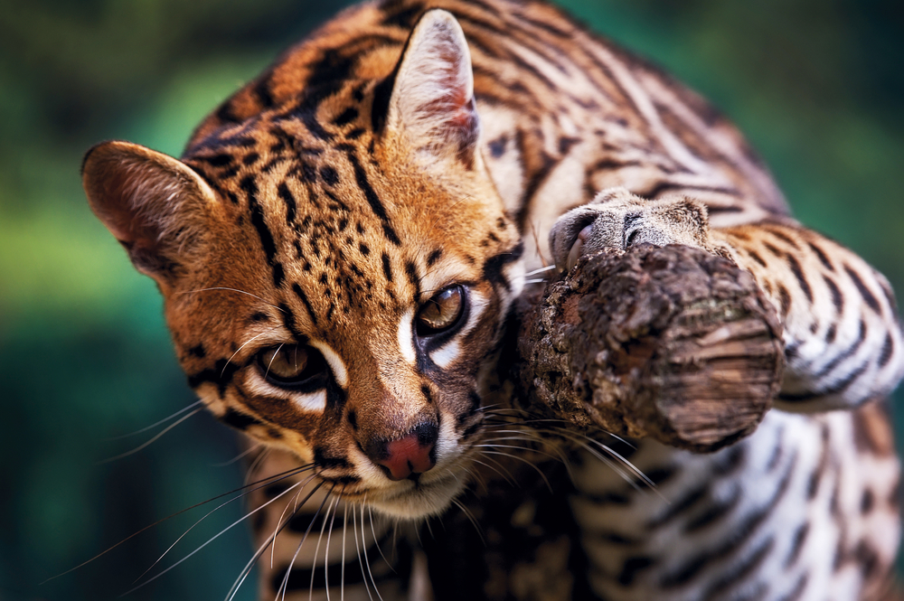 7 Of The Most Unusual Pets Ever 7 Of The Most Unusual Pets Ever