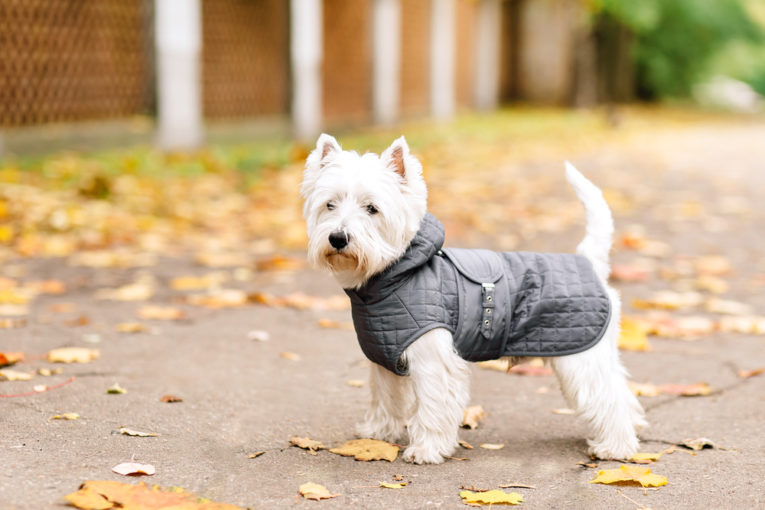 A Guide To What Size Coat To Get Your Dog